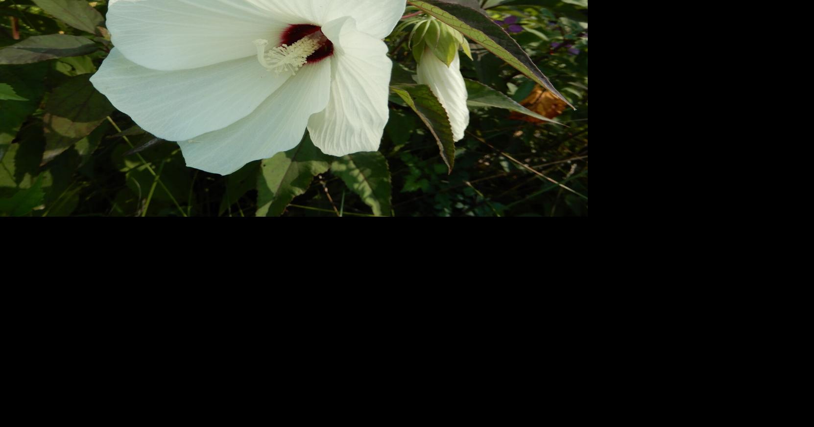 Mystery Plant: Swamp mallow, Hibiscus moscheutos | Features ...