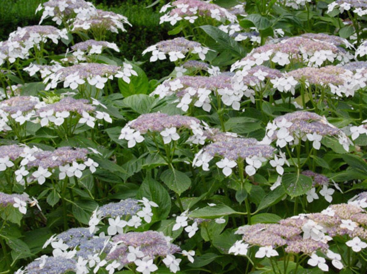 There's a hydrangea for everyone | Features | rockdalenewtoncitizen.com