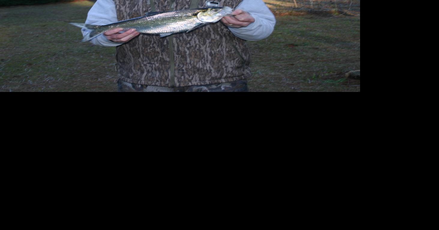 New state record hickory shad caught on Ogeechee River | News ...