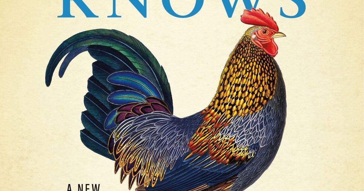 BOOK REVIEW: Step into the 'Chicken Universe' with 'What the Chicken ...