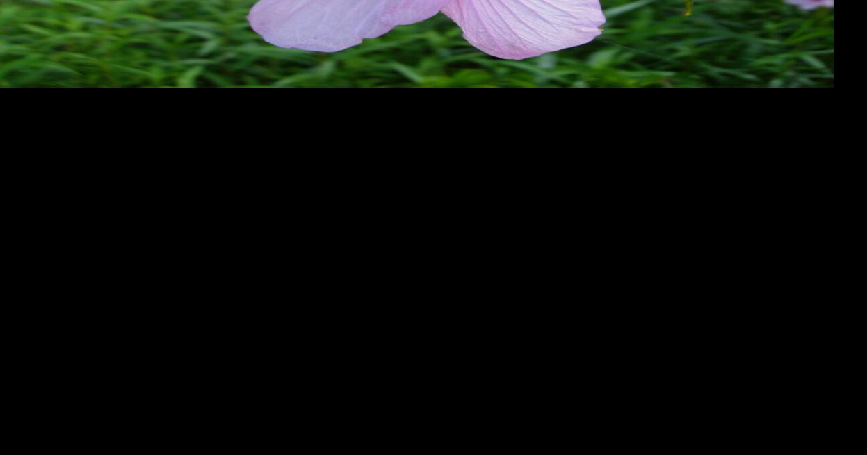 Mystery Plant: Halberd-leaf hibiscus, Hibiscus laevis | News ...