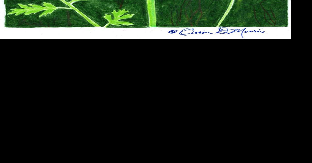 ORRIN MORRIS: Wildflower reminds us to celebrate God’s abundance ...