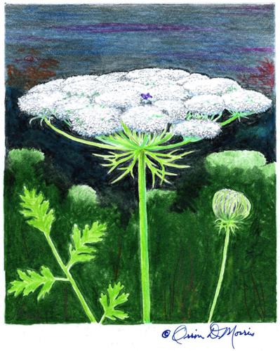 ORRIN MORRIS: Wildflower reminds us to celebrate God’s abundance ...