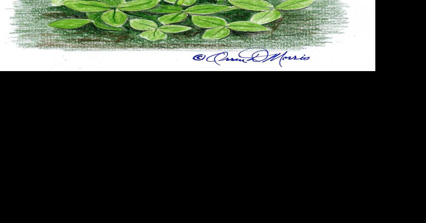 ORRIN MORRIS: See the beauty in the often-overlooked | Faith ...