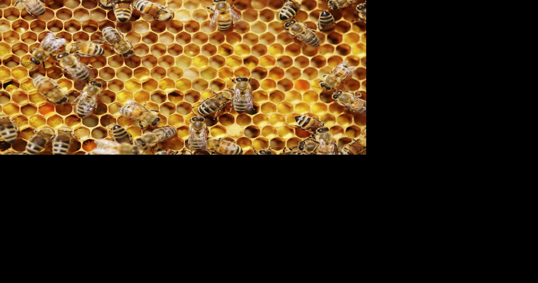 Where do bees go in the winter? | News | rockdalenewtoncitizen.com