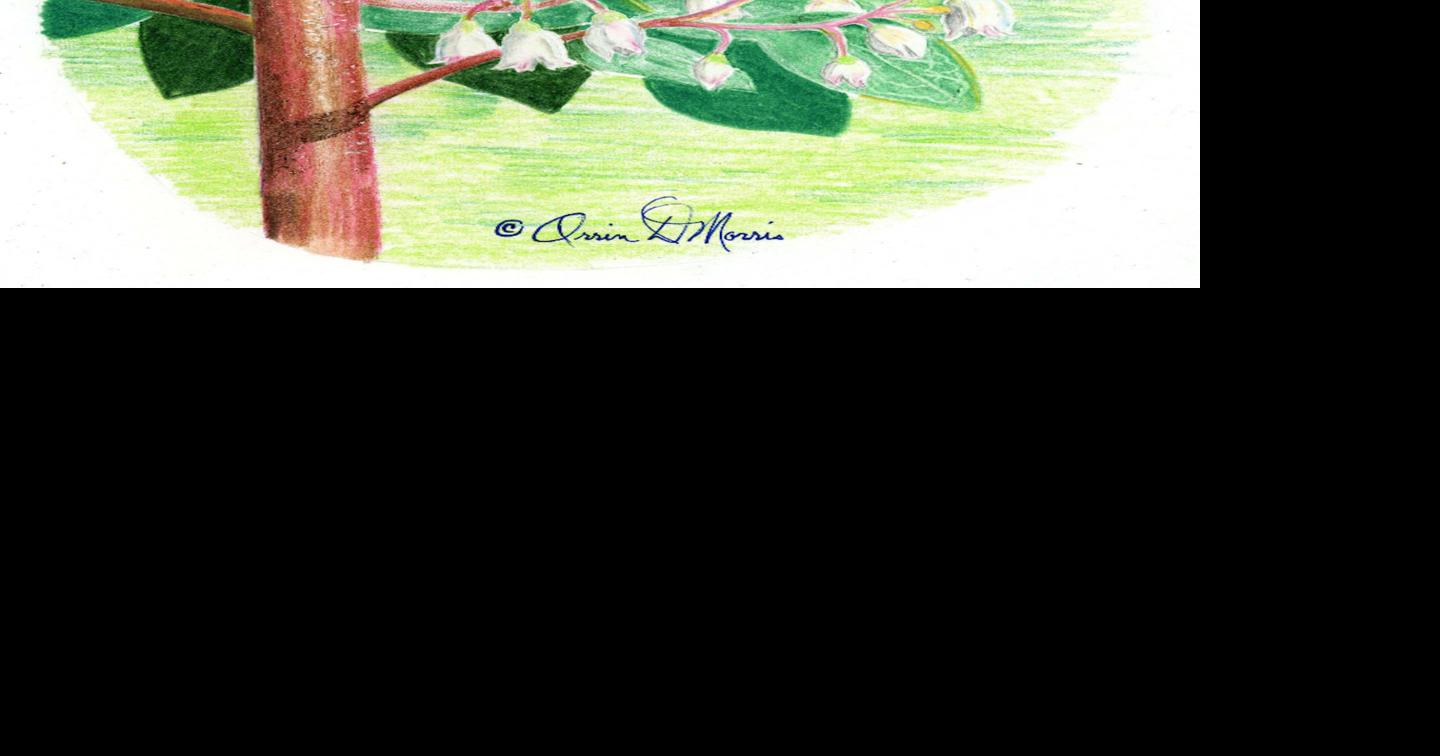 ORRIN MORRIS: Take note of God’s awesome works | Faith ...