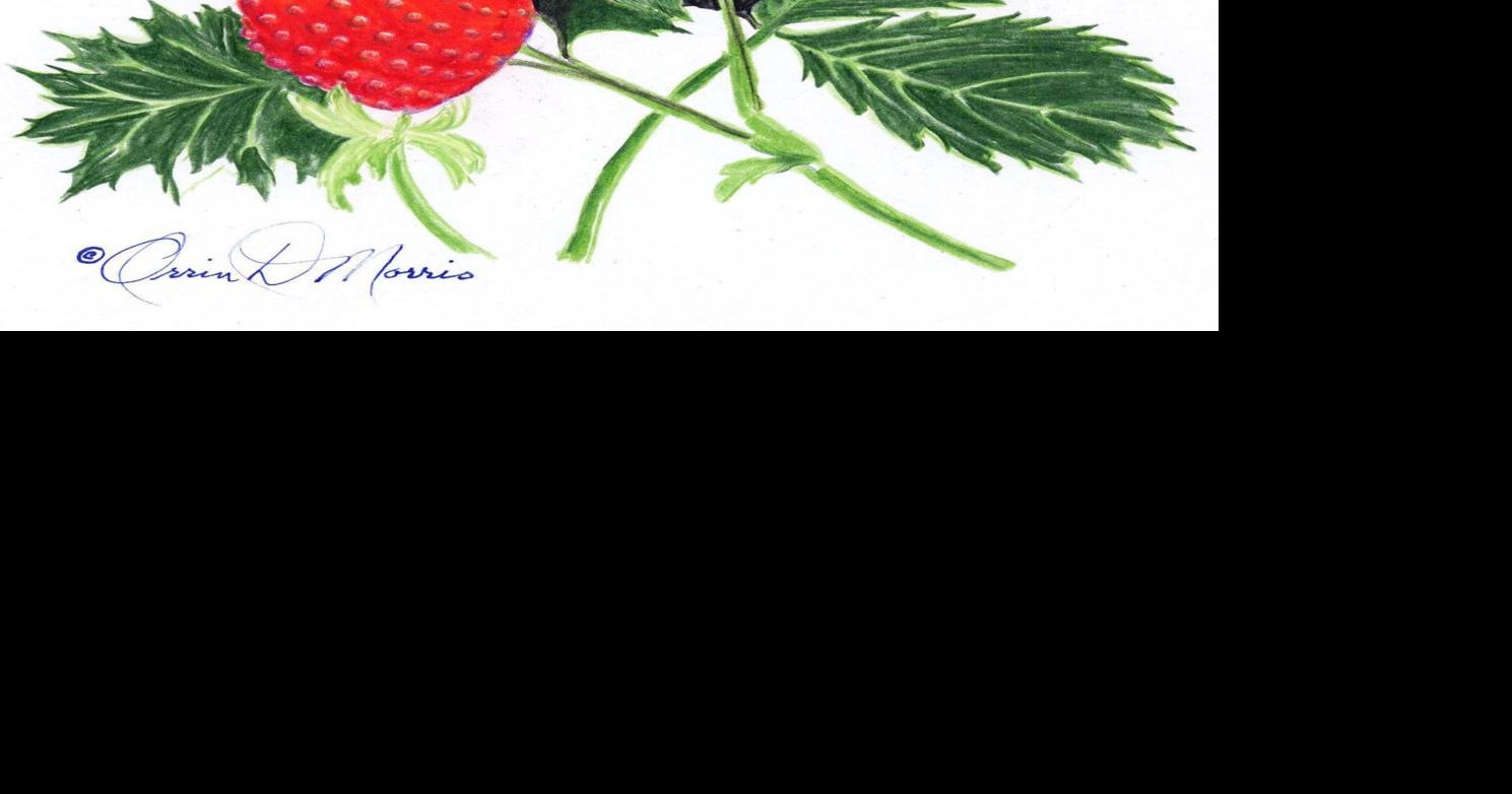 ORRIN MORRIS: God blesses us with the extravagance of nature | Faith ...