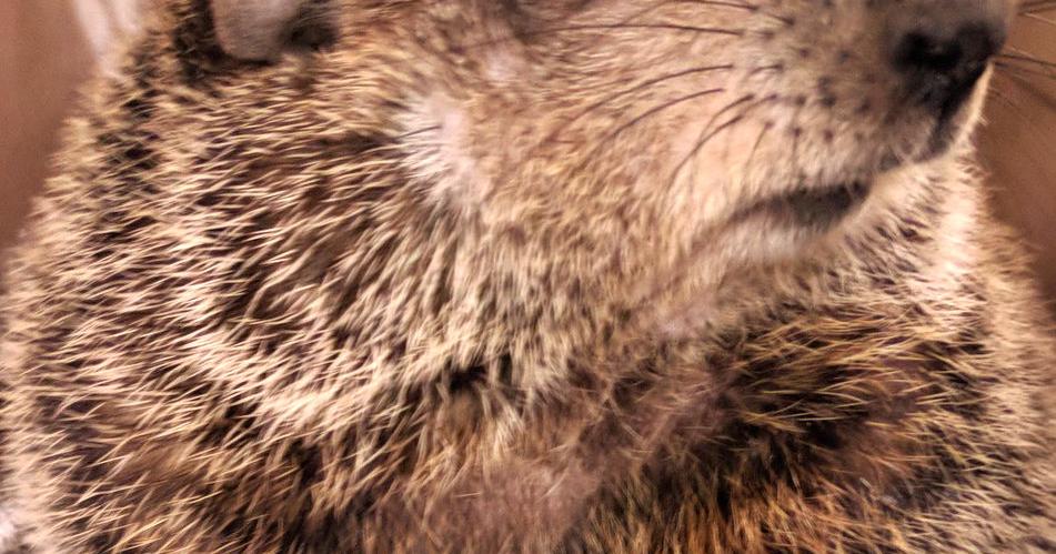 Georgia’s iconic groundhog Gen. Beauregard Lee relocates to Butts ...