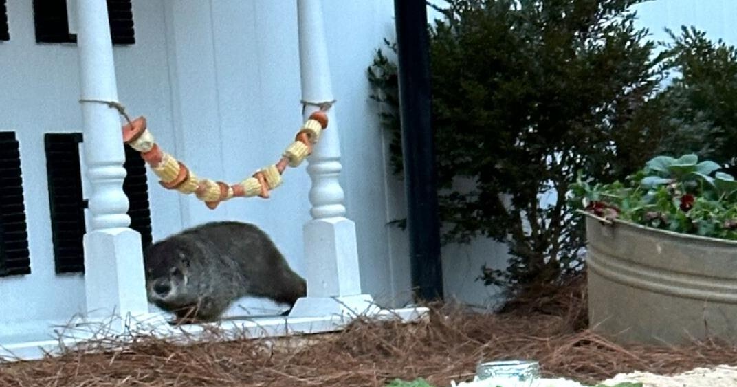 Georgia’s Groundhog Weather Prognosticator Predicts Early Spring | News ...