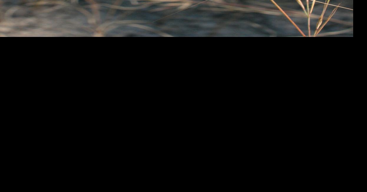 Mystery Plant: Three-awn grass, Aristida tuberculosa | Features ...