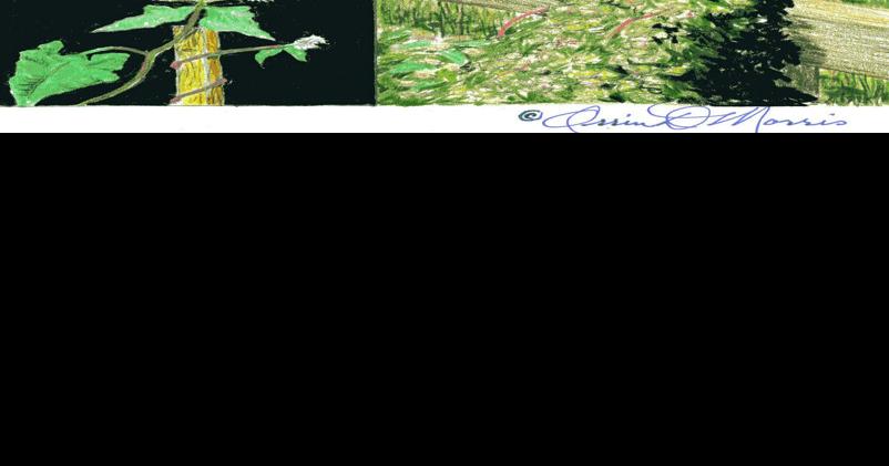 ORRIN MORRIS: Climbing milkweed offers fragrant flowers for people ...