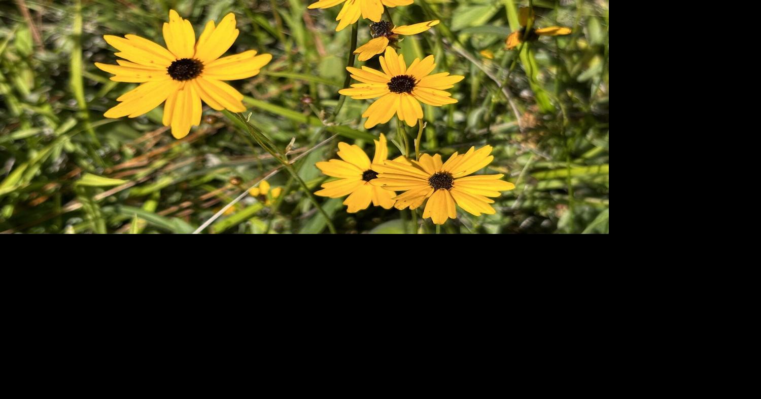 Mystery Plant: Chipola tickseed, Coreopsis integrifolia | Features ...