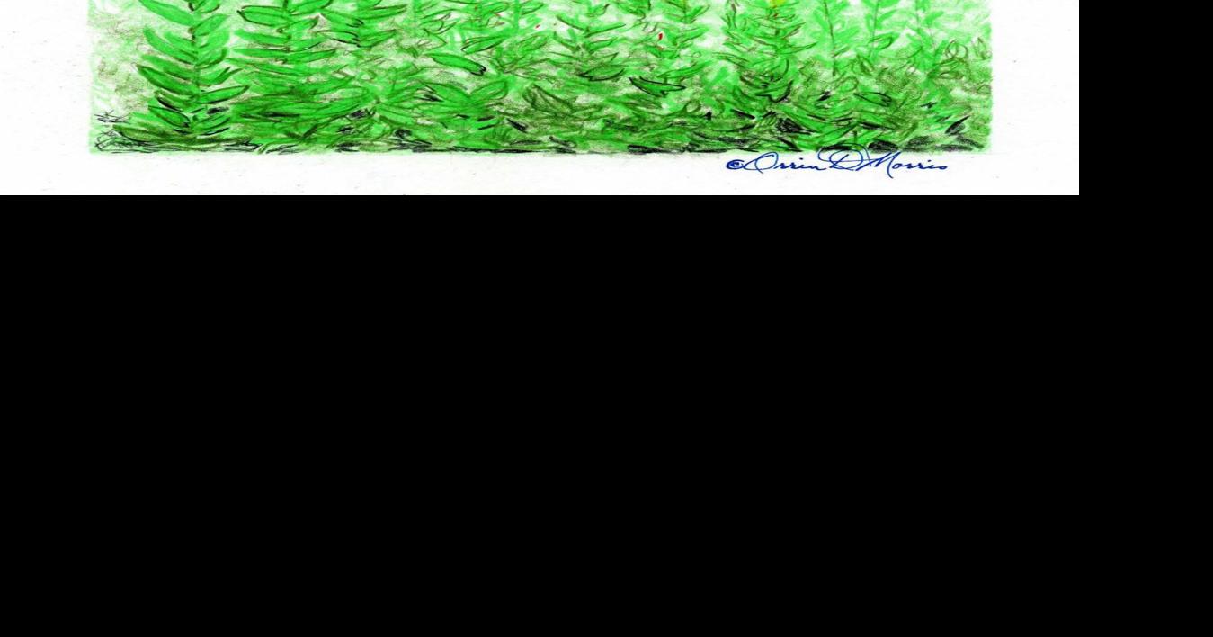 ORRIN MORRIS: God offers us abundant new life | Faith ...