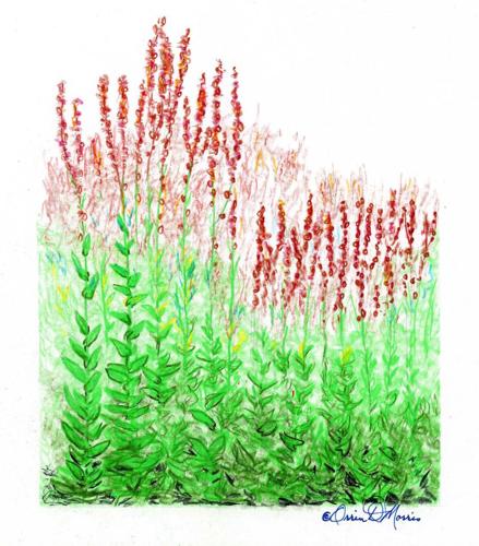 ORRIN MORRIS: God offers us abundant new life | Faith ...