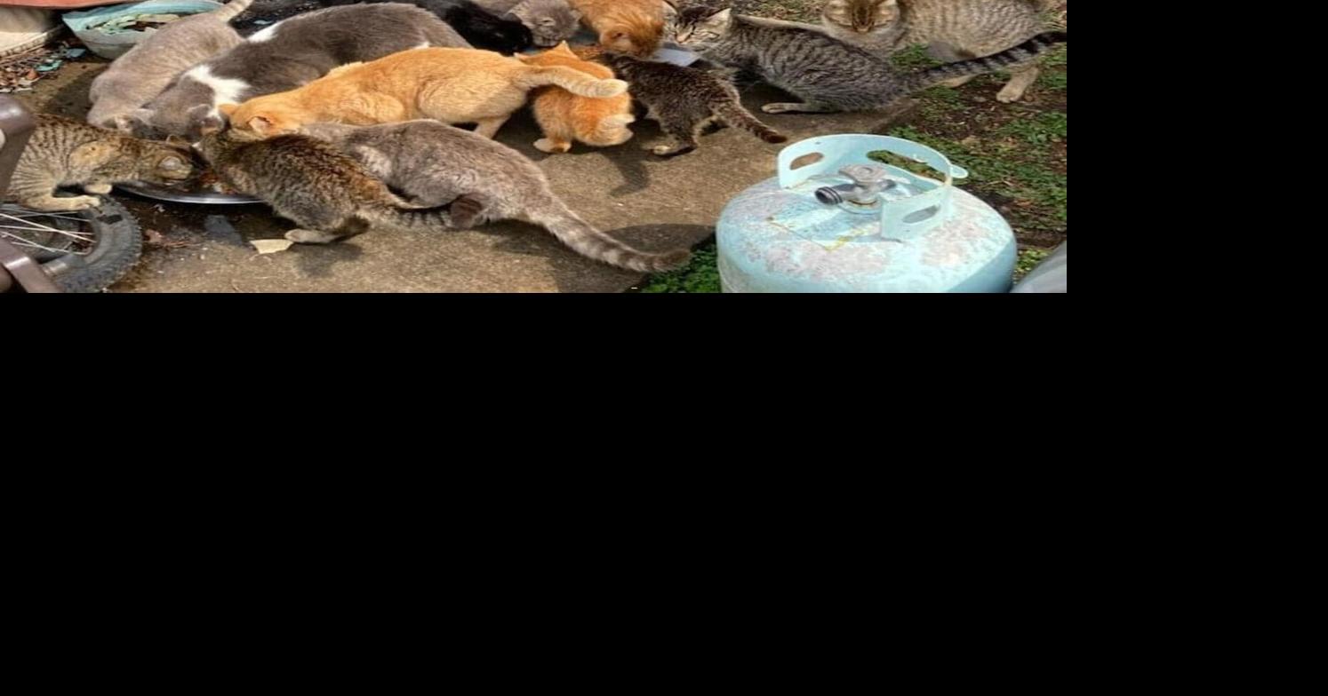 Barn Kitties from Klassy Kats of Butts County are truly organic pest ...