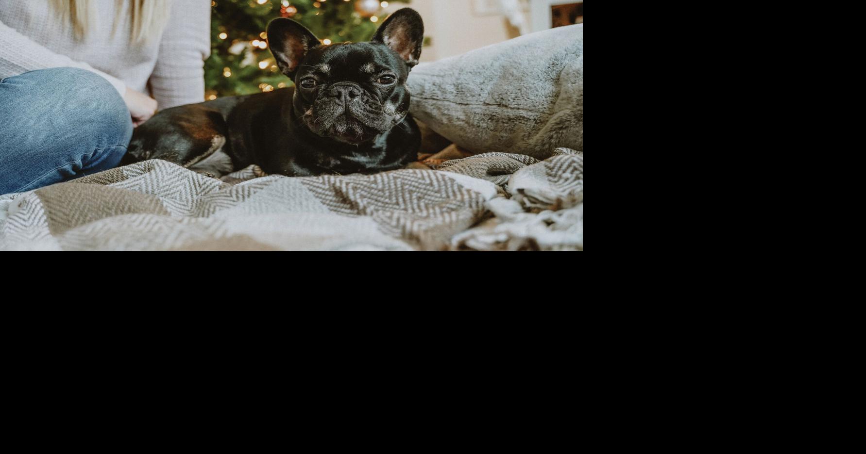 Festive Foods for Your Dog This Holiday Season ...