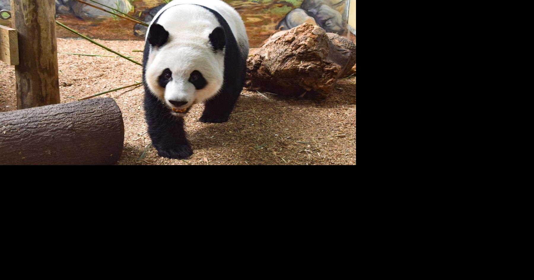 Atlanta’s famous pandas leaving this year | | rockdalenewtoncitizen.com