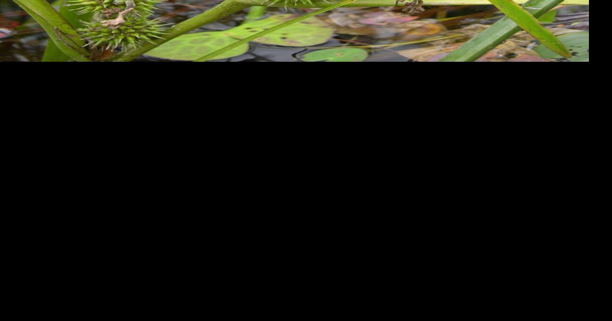 Mystery Plant: 'American bur-reed,' Sparganium americanum | Features ...