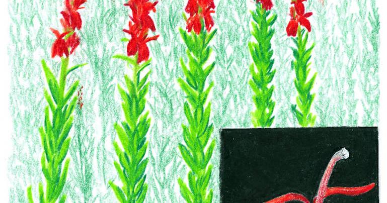 ORRIN MORRIS: Cardinal-flower reminds us to ponder the wonders of God’s ...