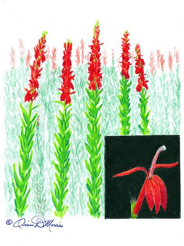 ORRIN MORRIS: Cardinal-flower reminds us to ponder the wonders of God’s ...