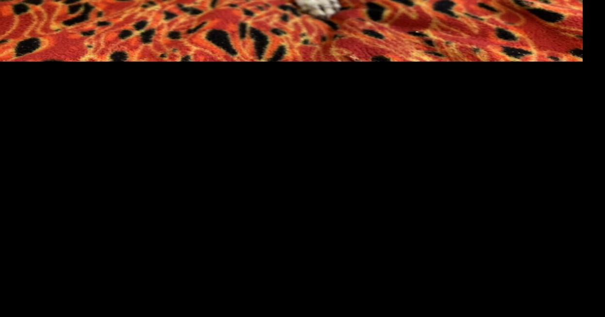 Rockdale County Adoptable Pets - Week of September 14 | Rockdale Newton ...