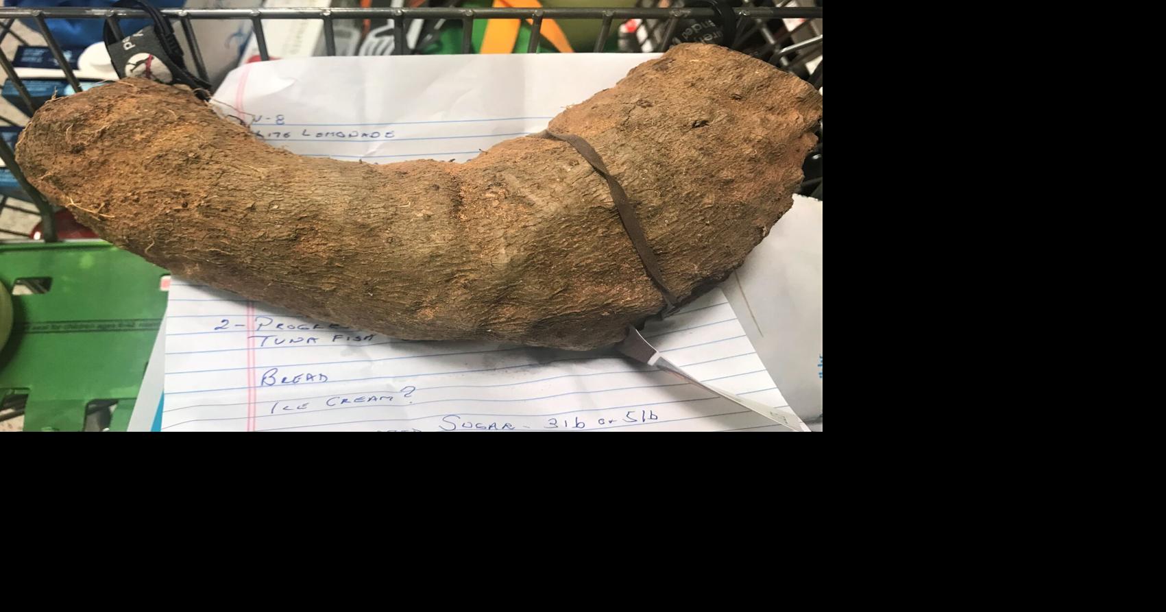 Mystery Plant: Ñame (pronounced ‘NYAH-may’), Jamaican yam, Dioscorea ...