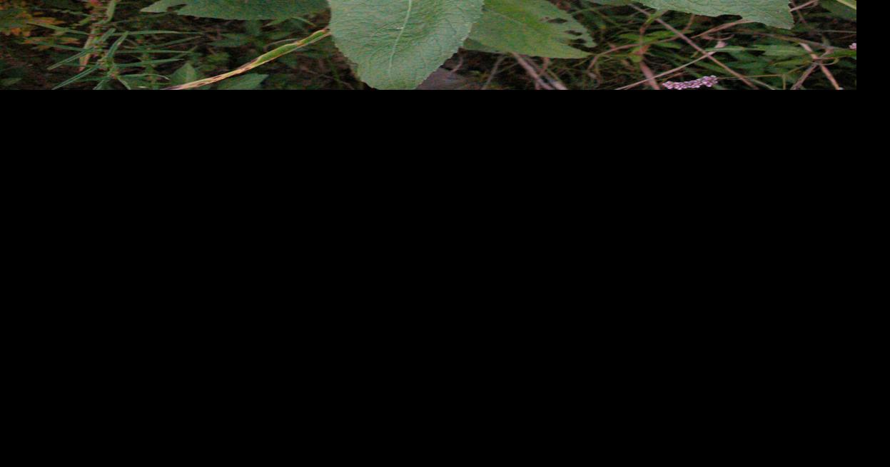 Mystery Plant: Camphor stinkweed, Fleabane, Pluchea camphorata ...
