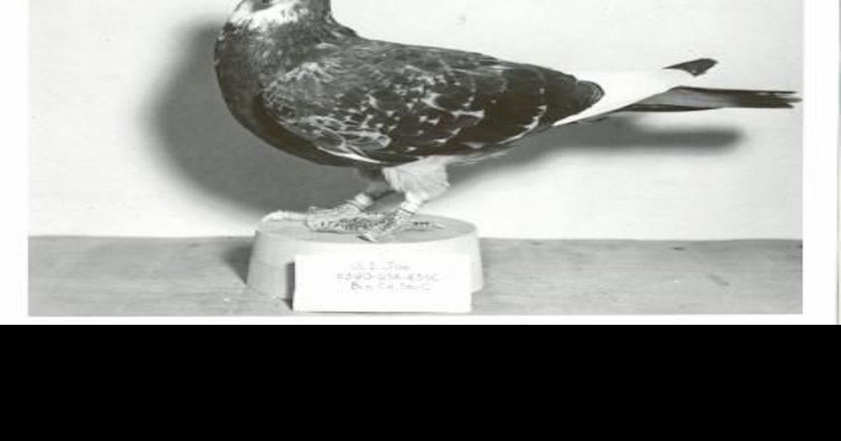 VETERANS STORY: Help wanted: Pigeoneer | Features ...