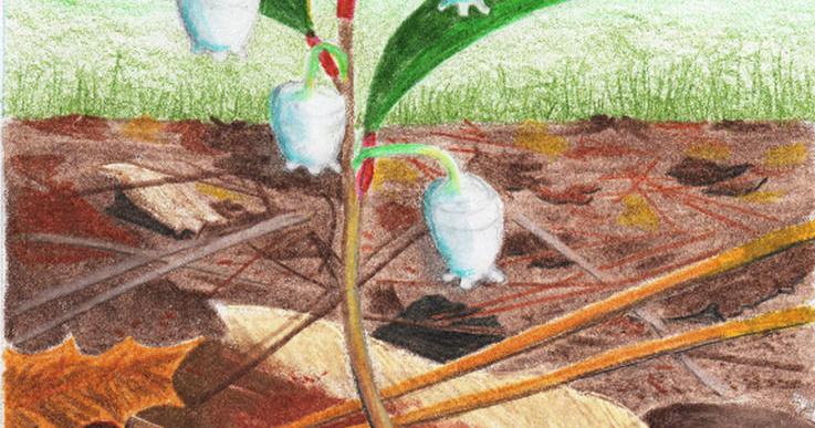 ORRIN MORRIS: Be amazed at God’s wonders | Faith ...