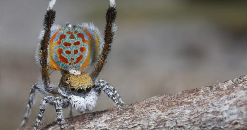 What Has Eight Legs And Is Open Until May? Fernbank's New Spider ...