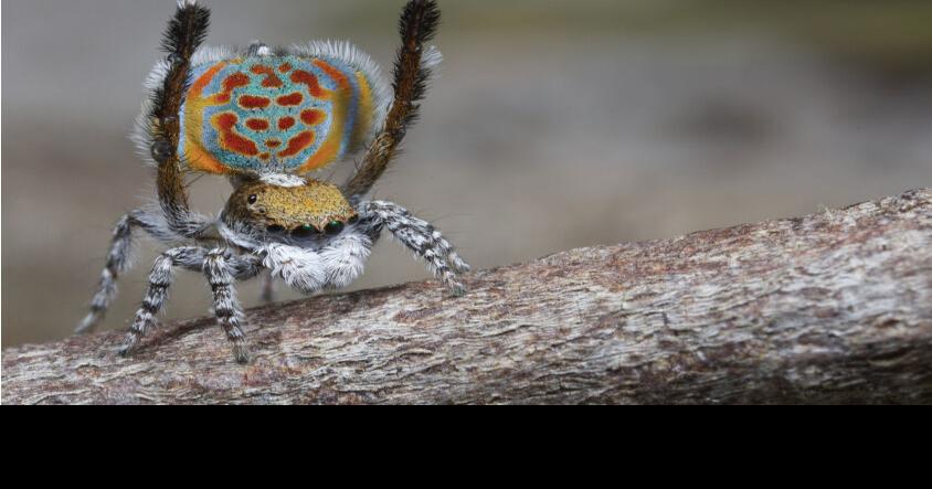 What Has Eight Legs And Is Open Until May? Fernbank's New Spider ...