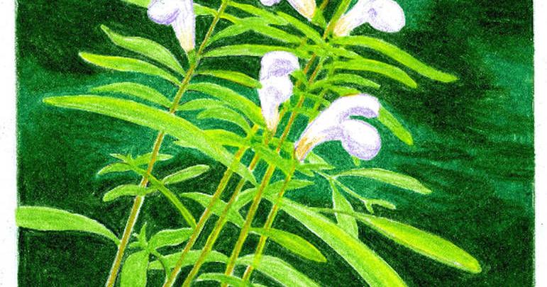 ORRIN MORRIS: God’s abundant gifts are for all to enjoy | Faith ...