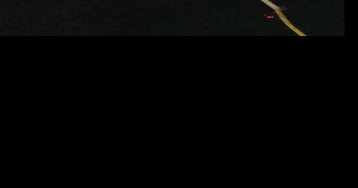 Mystery Plant: Coral catbrier, Smilax walteri | Features ...