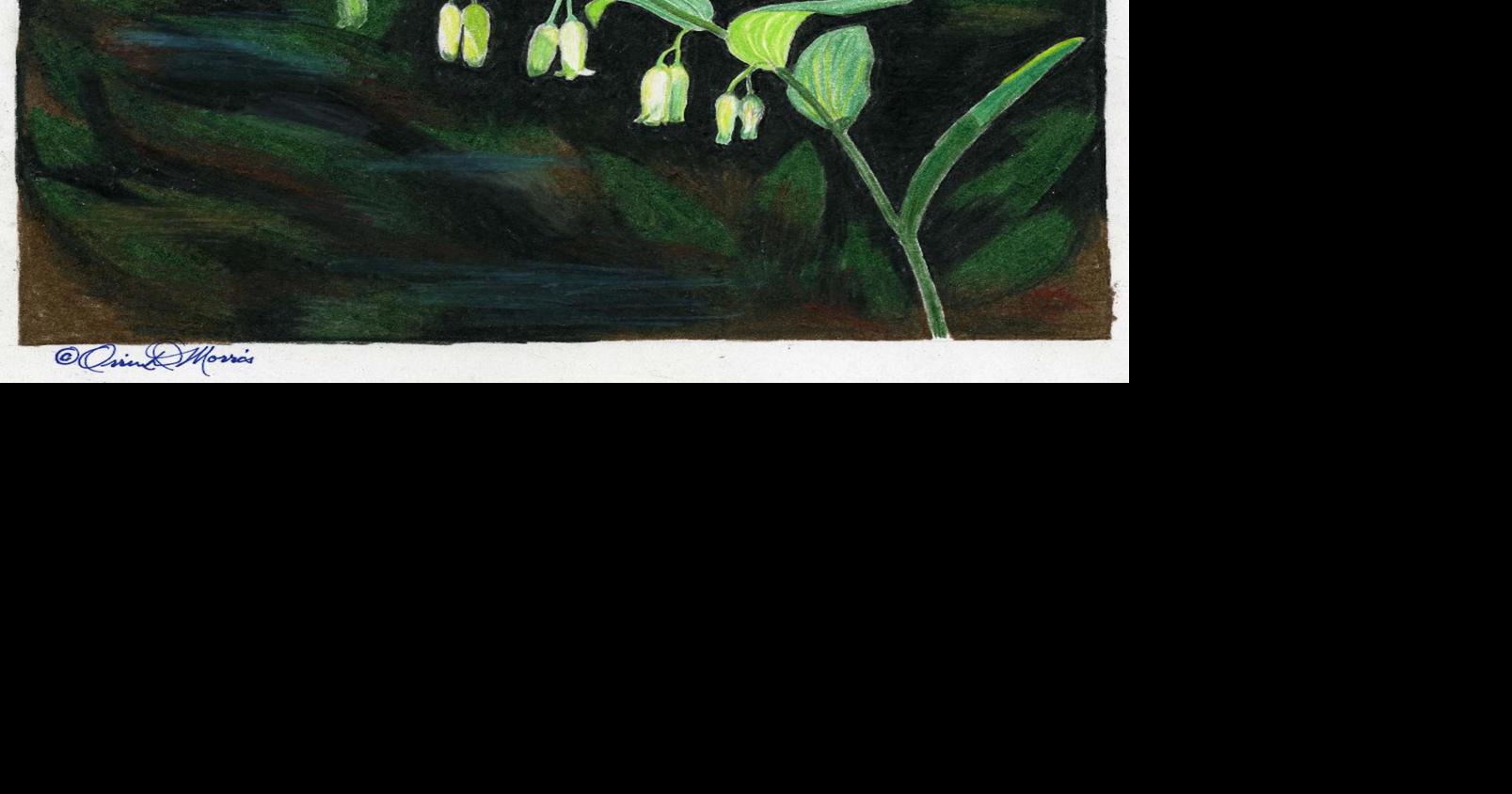 MORRIS: Solomon's wisdom included knowledge of plants | Features ...