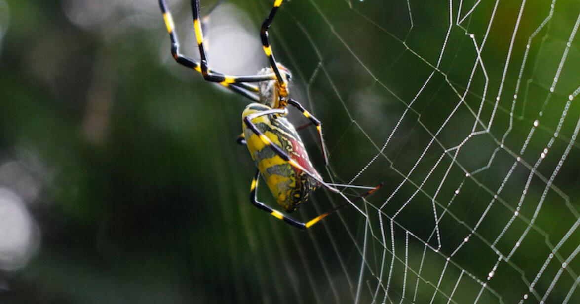 Joro Watch engages citizen-scientists to study future of Joro spiders ...