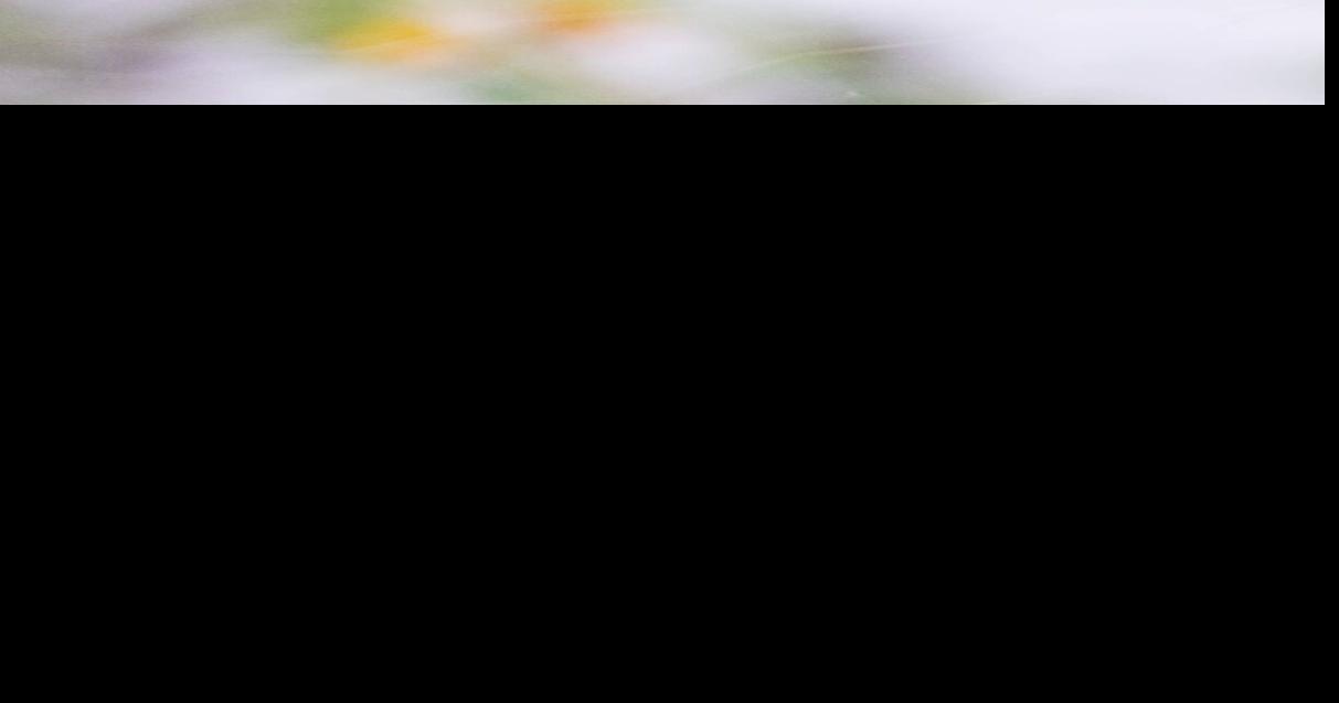 Along came a spider: Joro spiders making themselves at home in Georgia ...