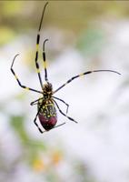 Newton | rockdalenewtoncitizen.com