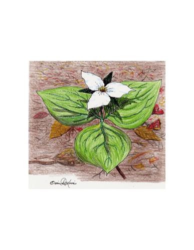 ORRIN MORRIS: God fashioned us as his most beautiful creation | Faith ...