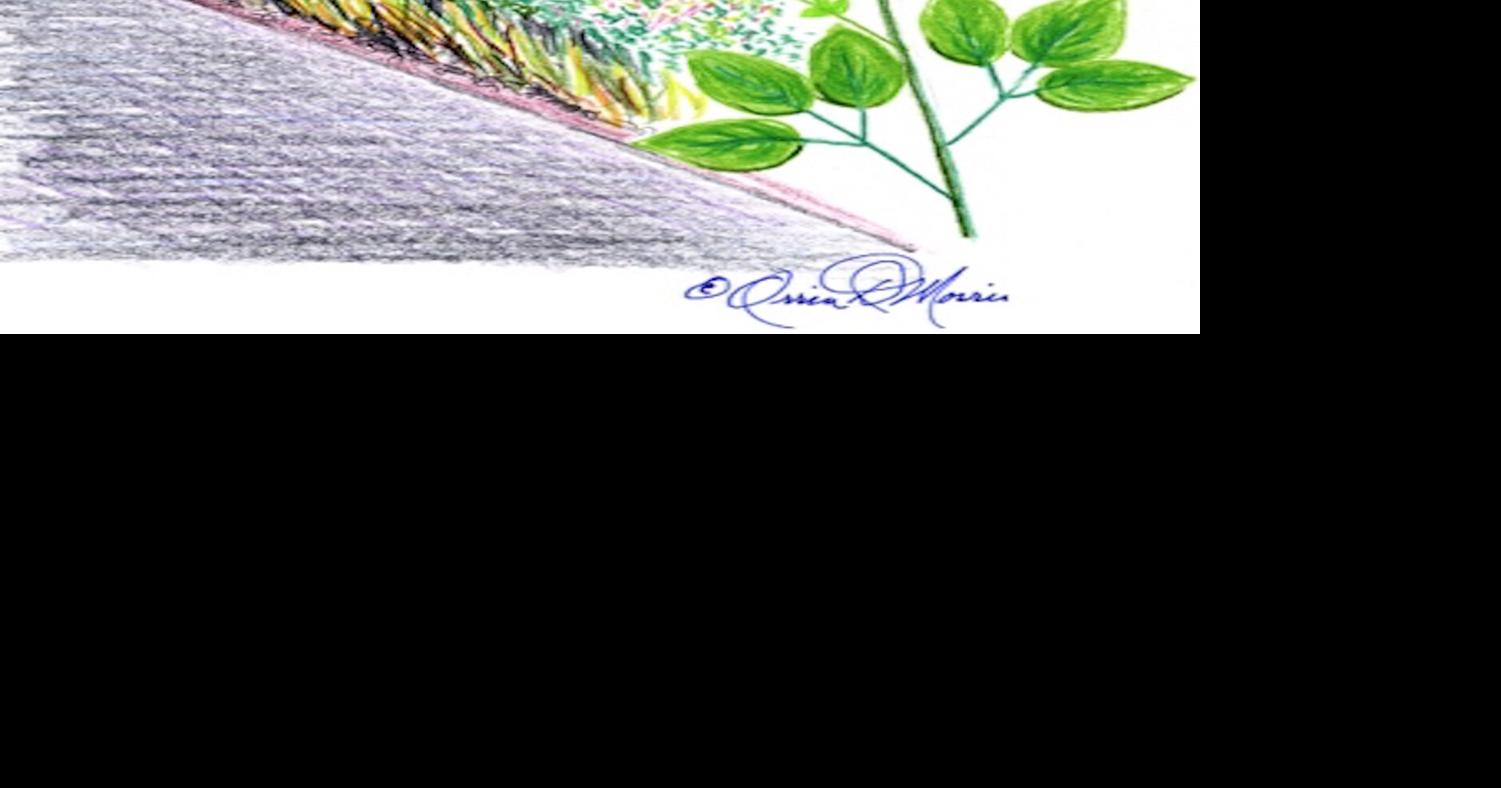 MORRIS: God's creation reminds us of his strength | Features ...