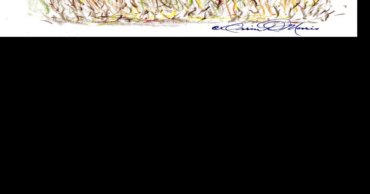 ORRIN MORRIS: Everlasting not beautiful but does provide food for wild ...