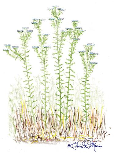 ORRIN MORRIS: Everlasting not beautiful but does provide food for wild ...