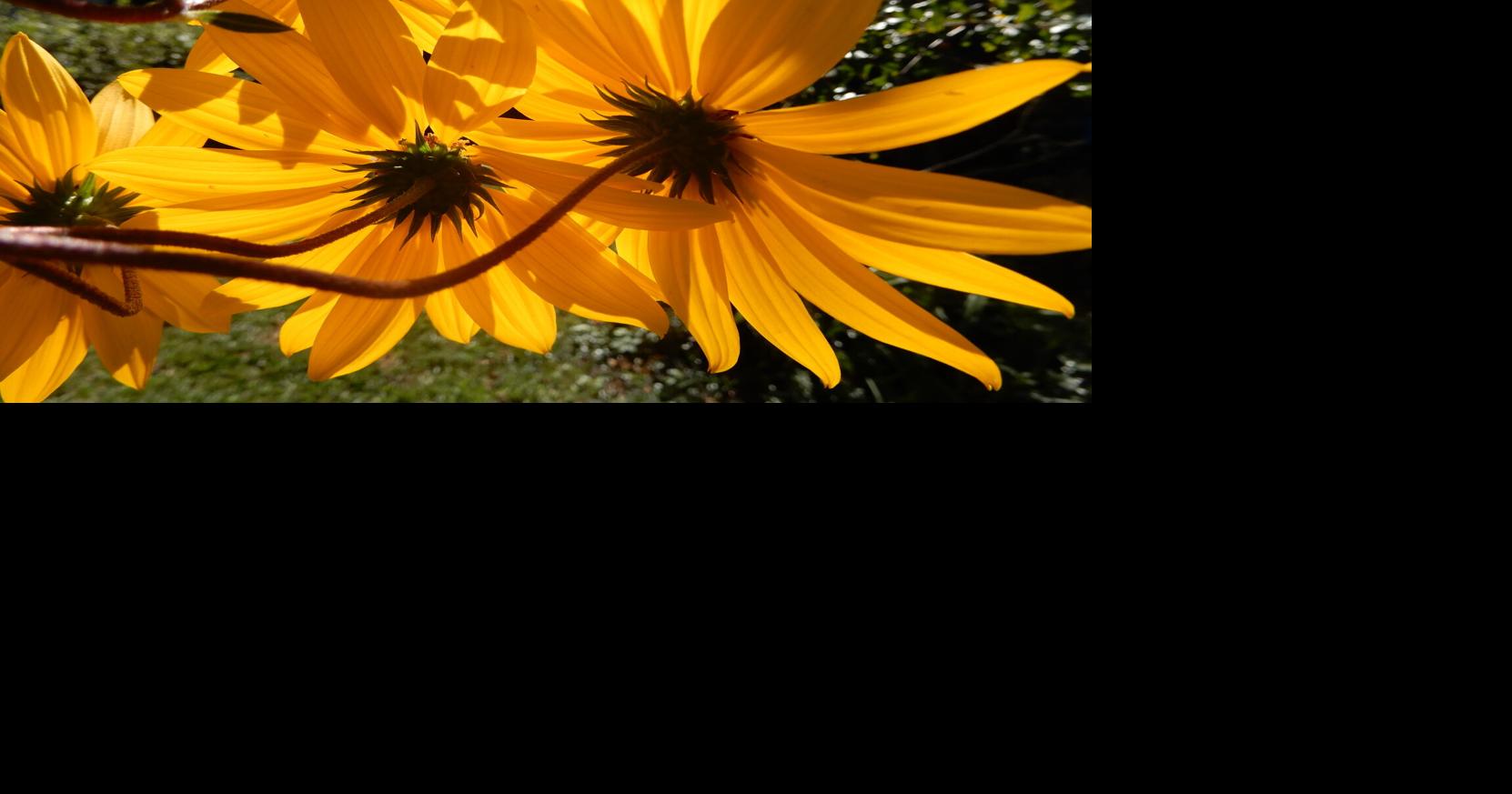 Mystery Plant: 'Muck sunflower,' Helianthus simulans | News ...