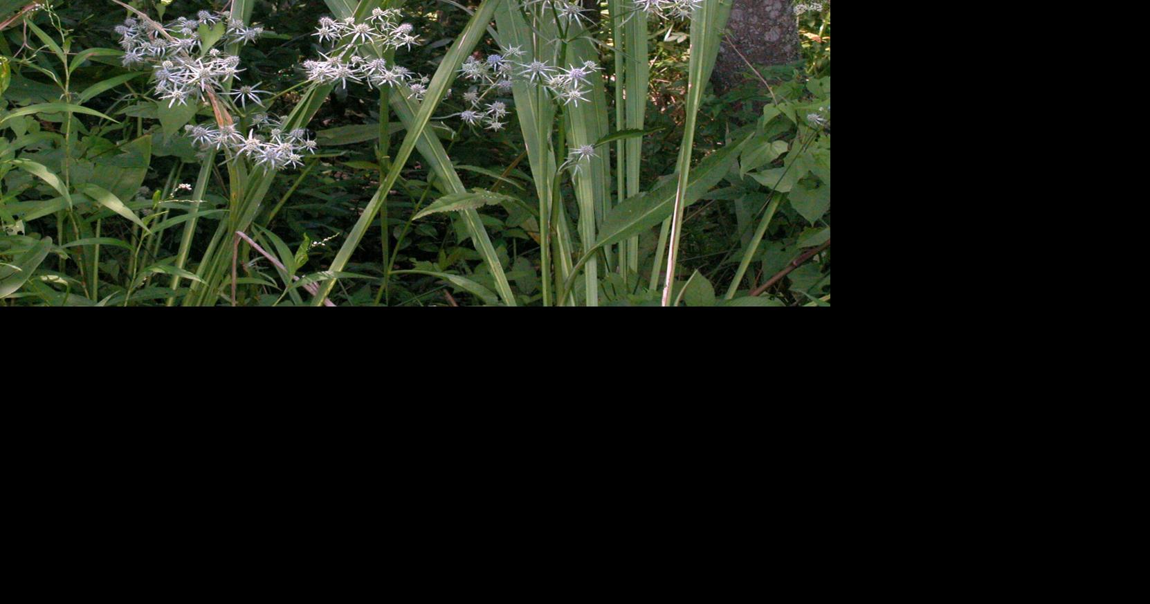 Mystery Plant: "Marsh eryngo,” Eryngium aquaticum | News ...
