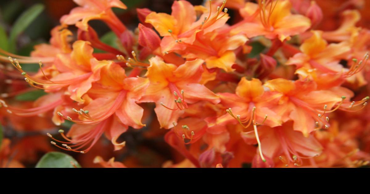Native azaleas are different from traditional Southern cousins | Newton ...