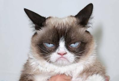 grumpy cat snowshoe