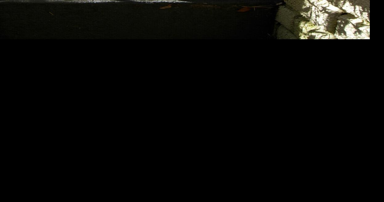 Mystery Plant: Marigold from Mexico smells just as peculiar ...