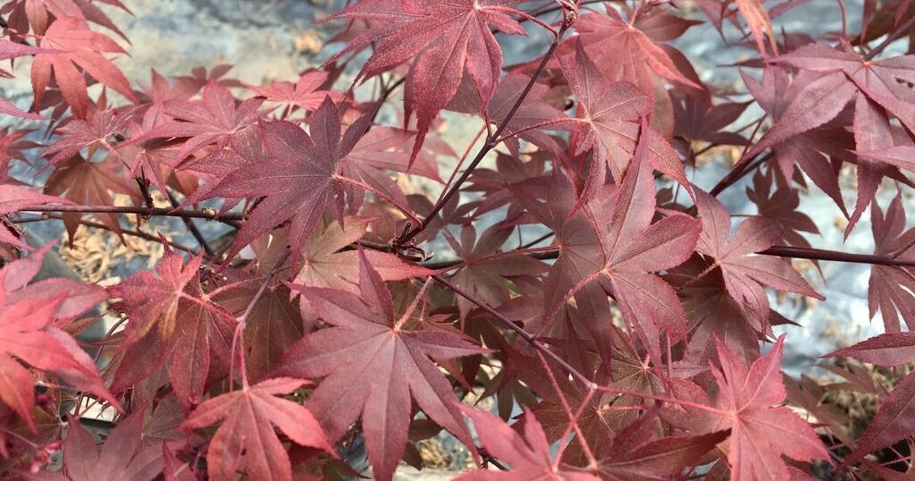 Matthew Stevens: Japanese maples a fine addition to native landscape ...
