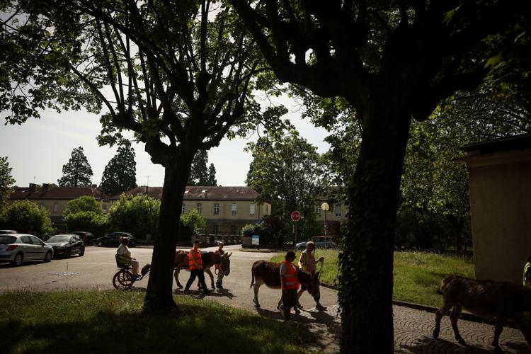 Patients find help with therapy donkeys at psychiatric hospital near ...