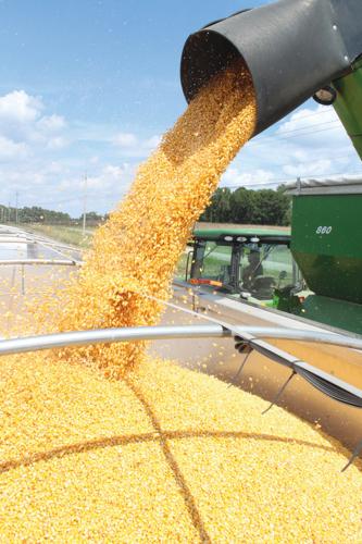 Jamie Carlson: Grains help us think, move and grow | Feature Columnist ...