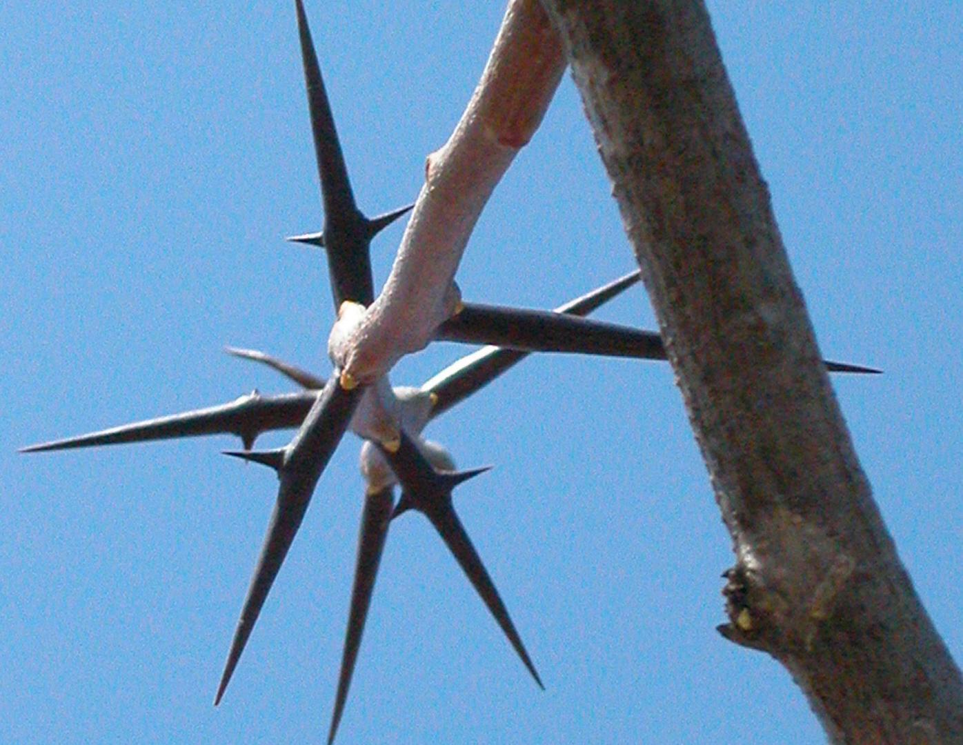 trees with thorns on trunk